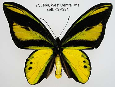 Papua Insects Foundation (Lepidoptera/Papilionidae/Ornithoptera chimaera)